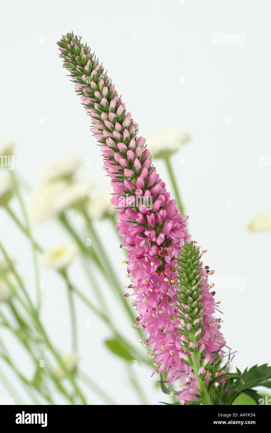 flower plant with small pink buds on white background with green ...