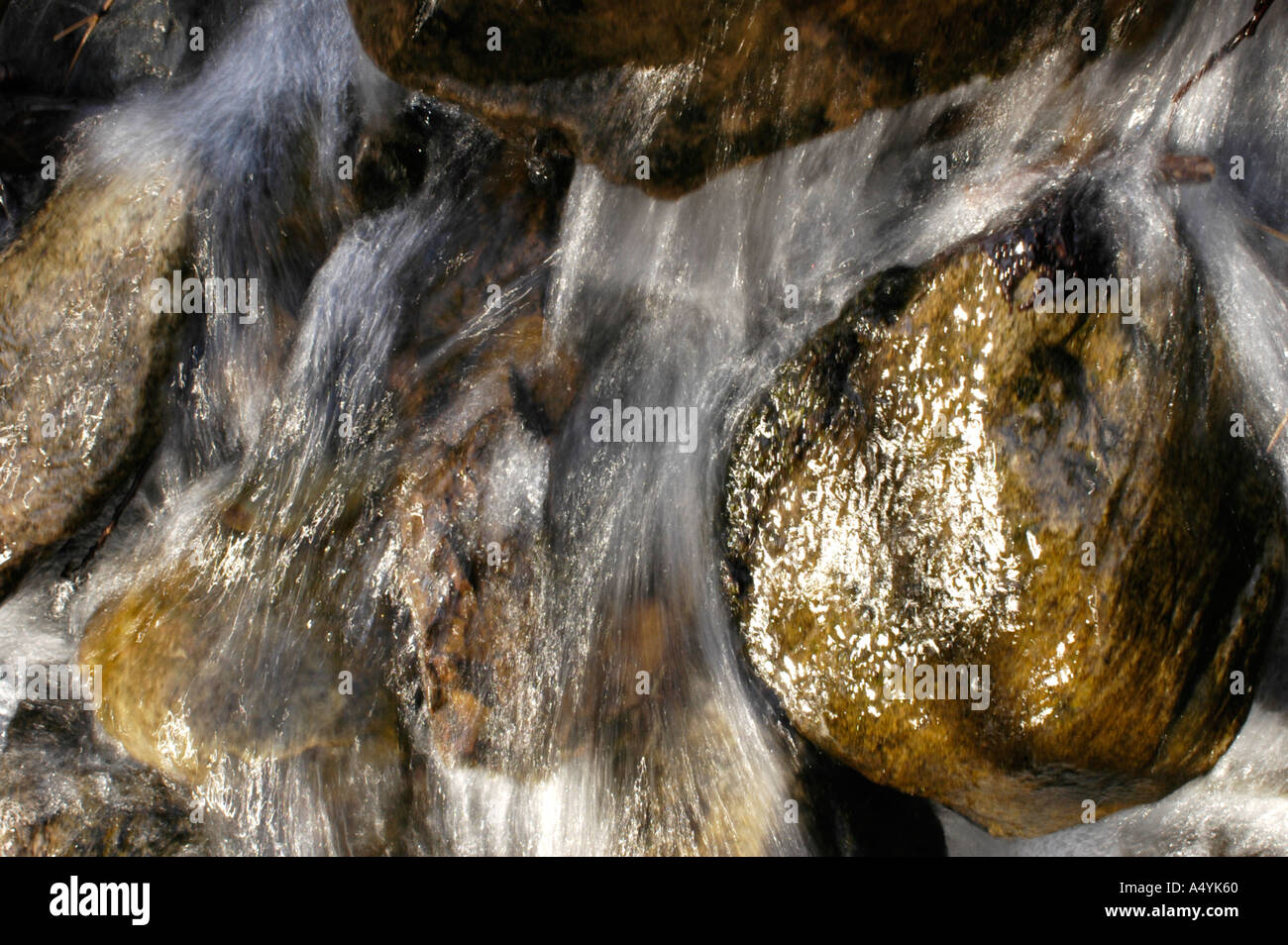 Rushing spring water over rocks in deep dark boreal forest in New ...