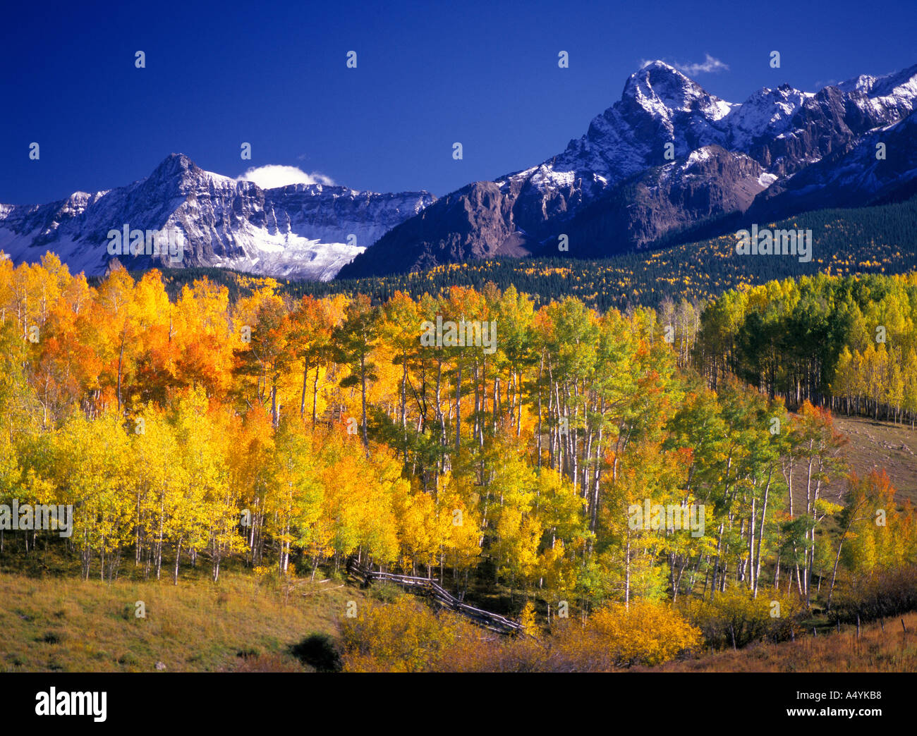 Aspen trees in fall color and the Sneffels Range of the San Juan ...