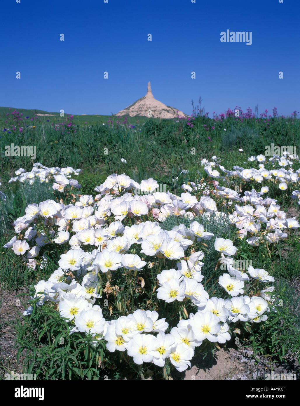 Chimney Rock and Prairie Evening Primrose wildflowers Nebraska USA ...
