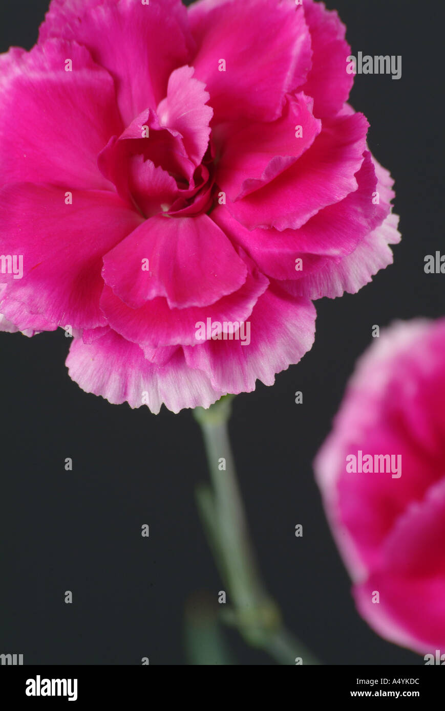 pattern of multiple bright pink caranations on a dark black background ...