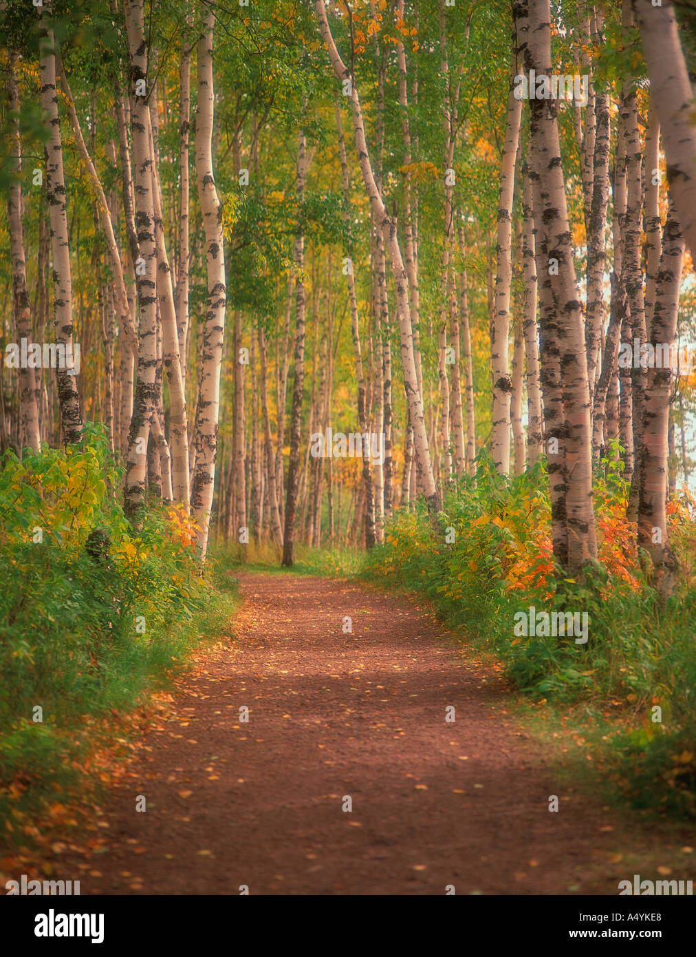 Path pathway walk walkway trail hi-res stock photography and images - Alamy