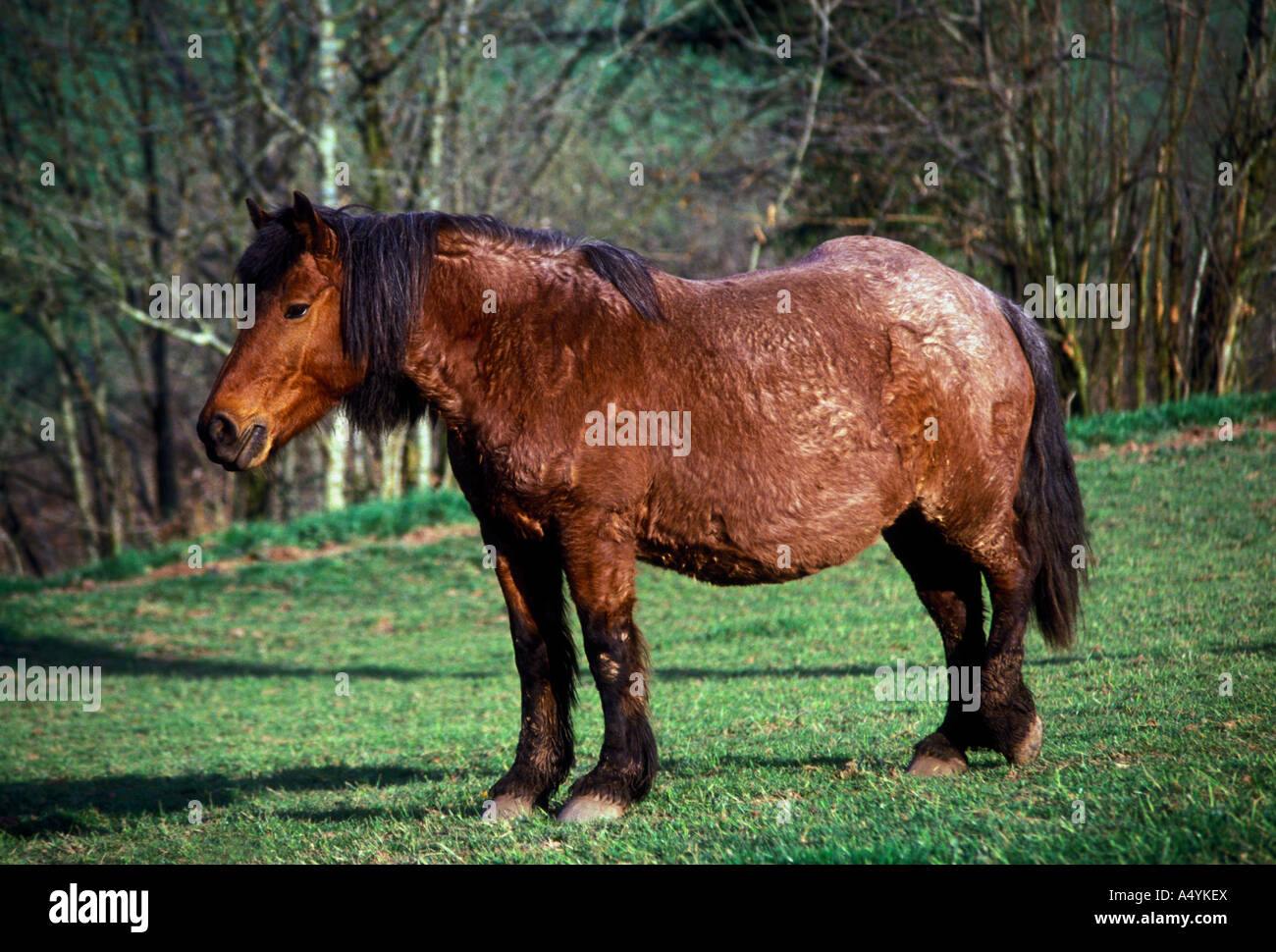 Pottoka horse pyrenees hi-res stock photography and images - Alamy