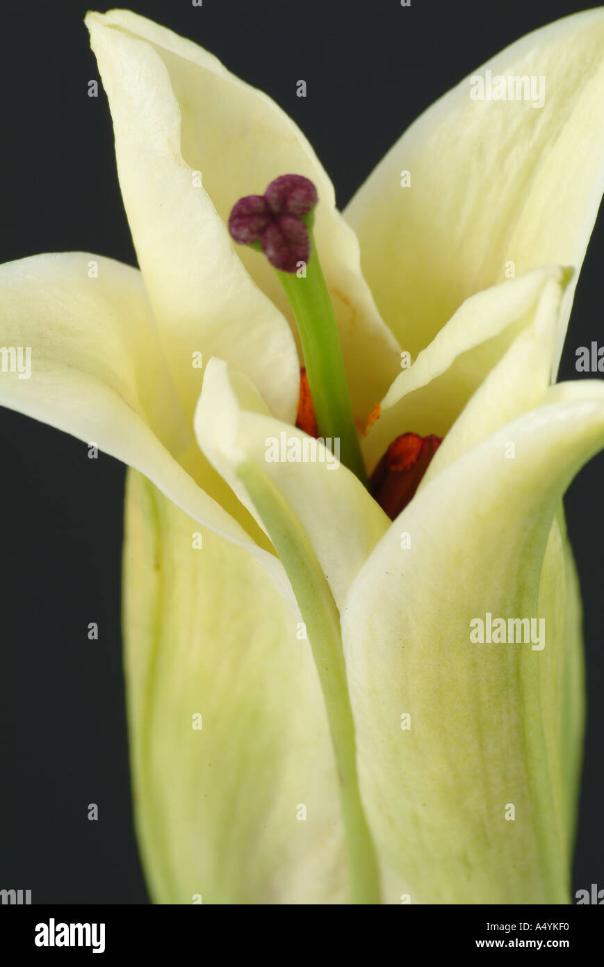 opening lily bud on black background with excellent view of stamen ...