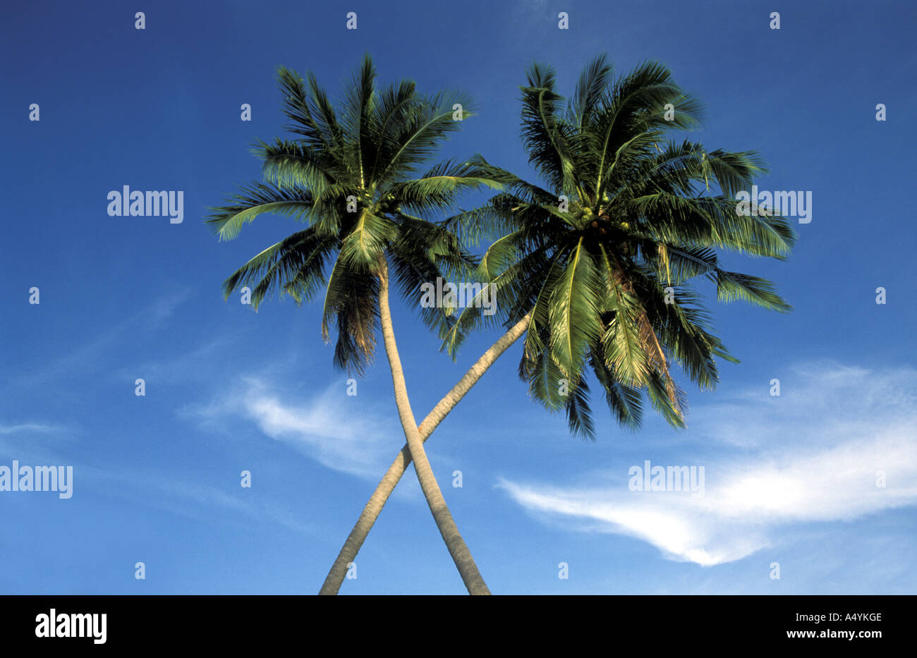 Palm tree crossing Stock Photo - Alamy