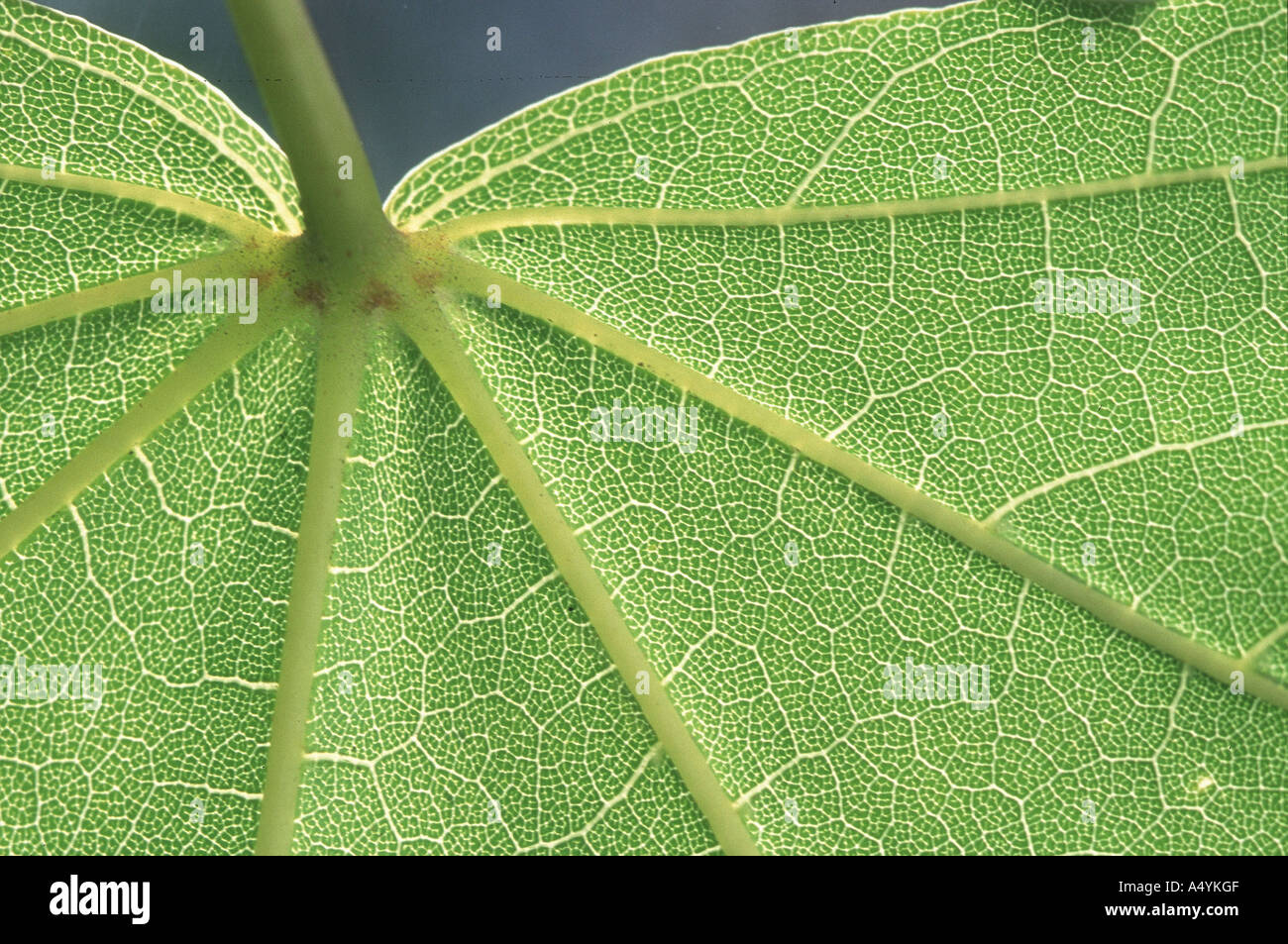 Esthetic leaf hi-res stock photography and images - Alamy