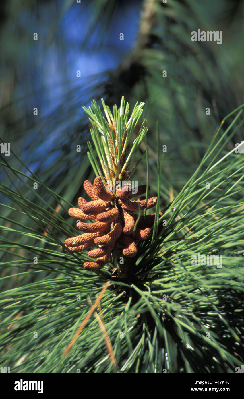 Conifer coniferous conifers hi-res stock photography and images - Alamy