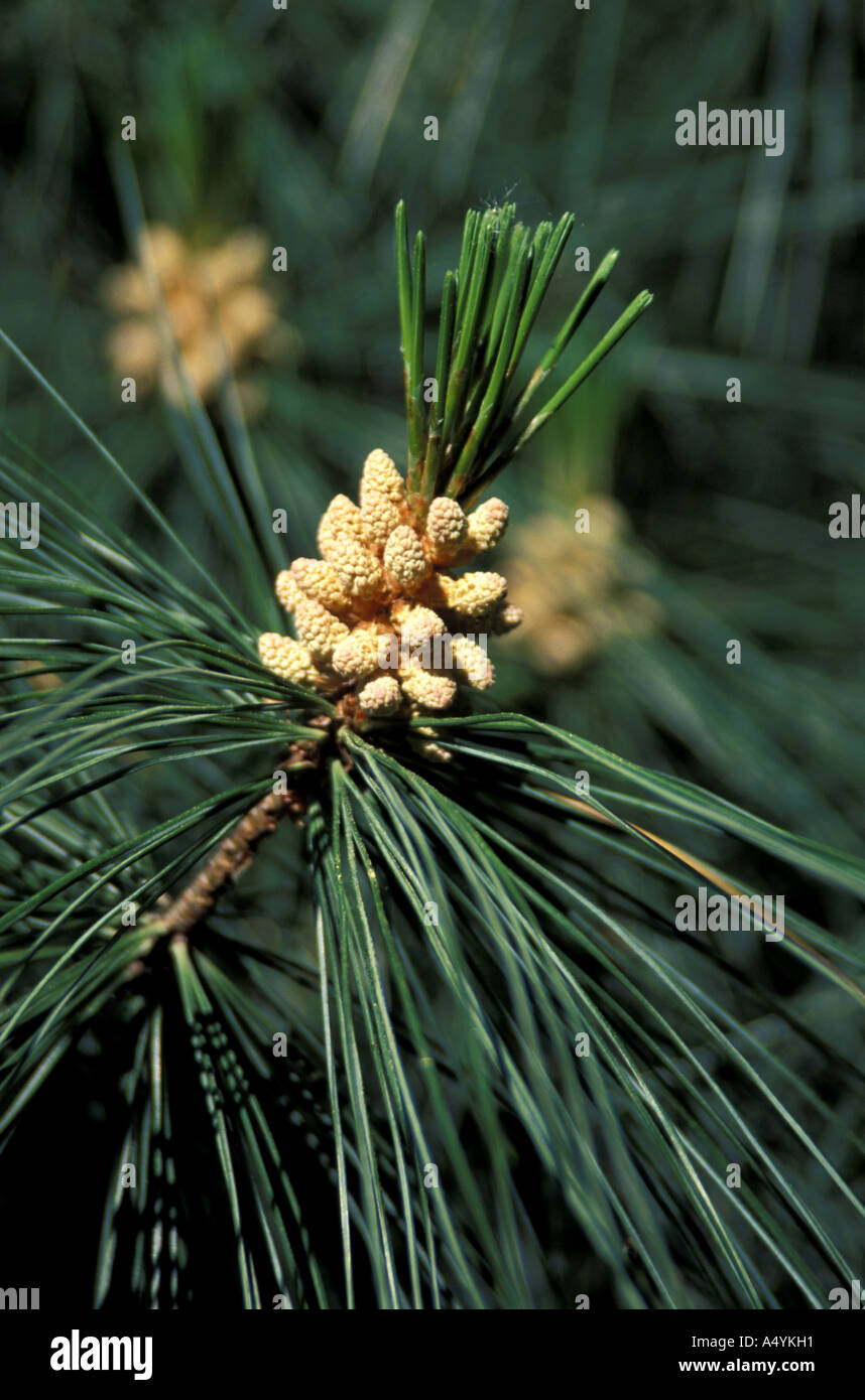 Pine blossoms hi-res stock photography and images - Alamy