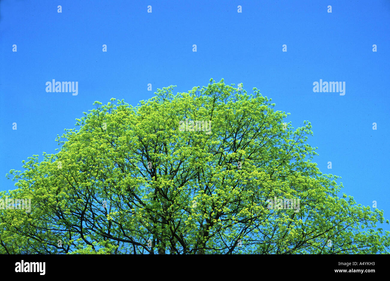 Crown of a tree hi-res stock photography and images - Alamy