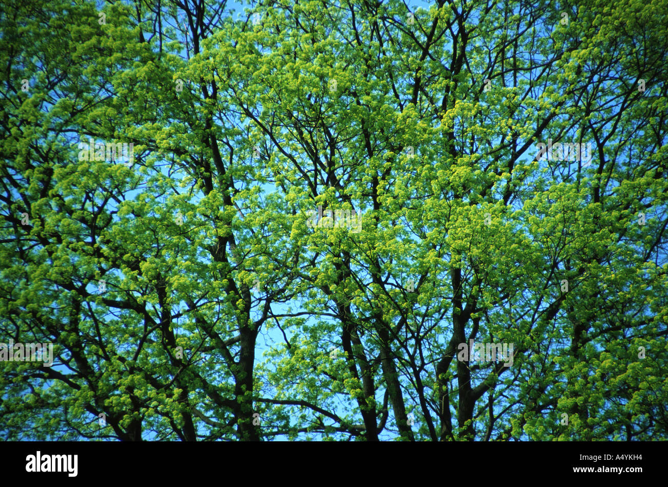 Crown of a tree Stock Photo - Alamy