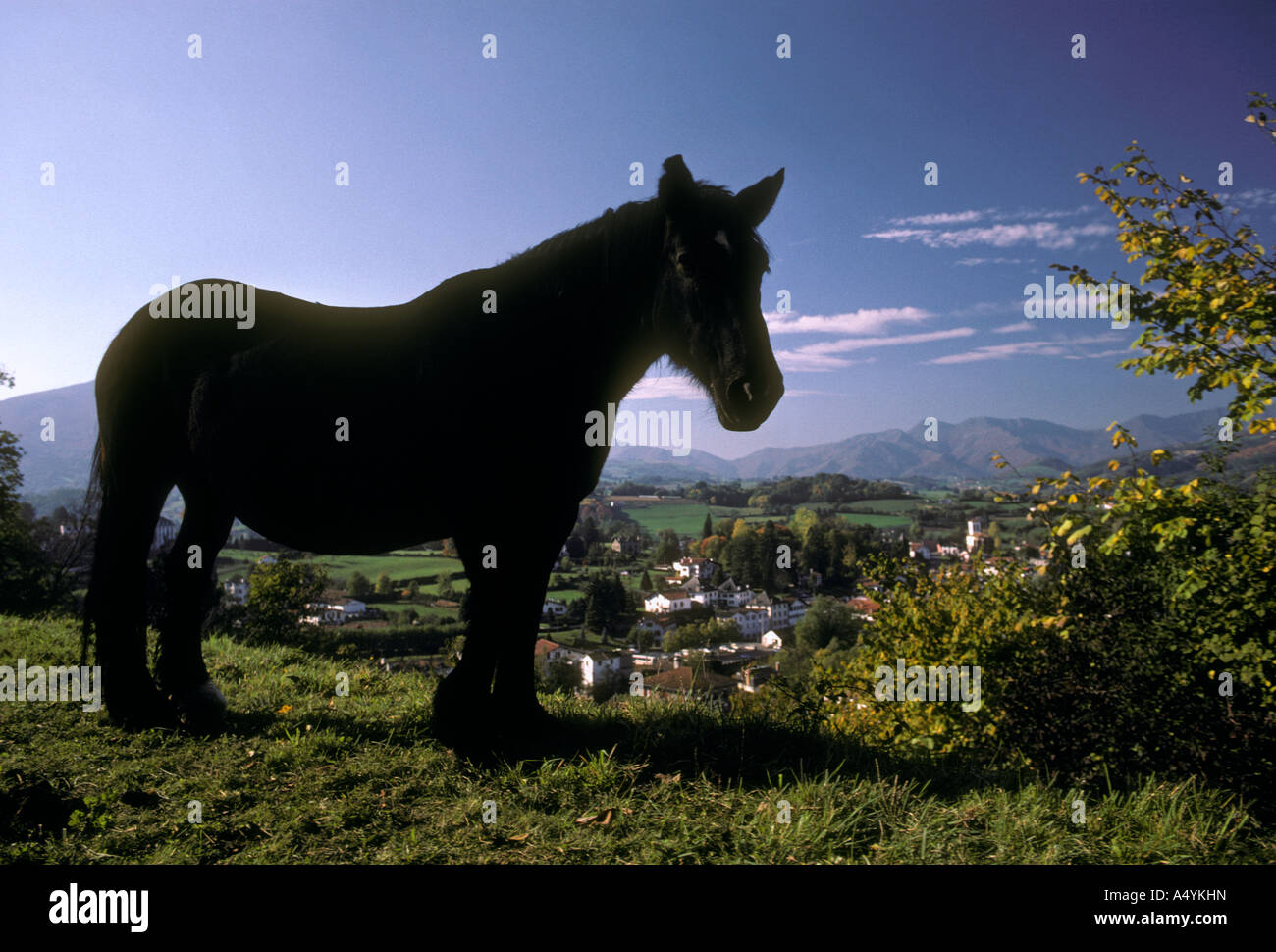 Pottoka horse pyrenees hi-res stock photography and images - Alamy