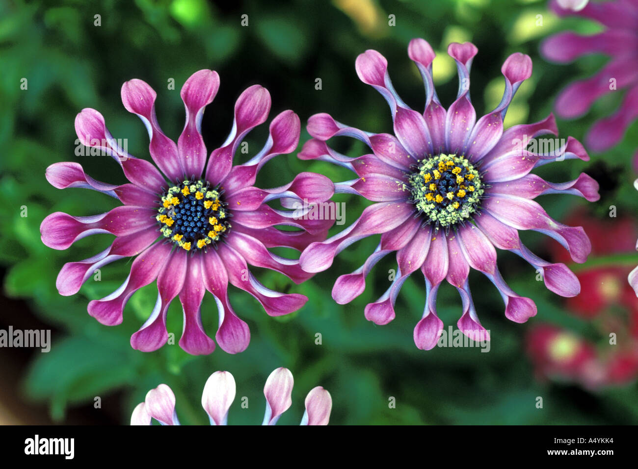 Extraordinary colours hi-res stock photography and images - Alamy