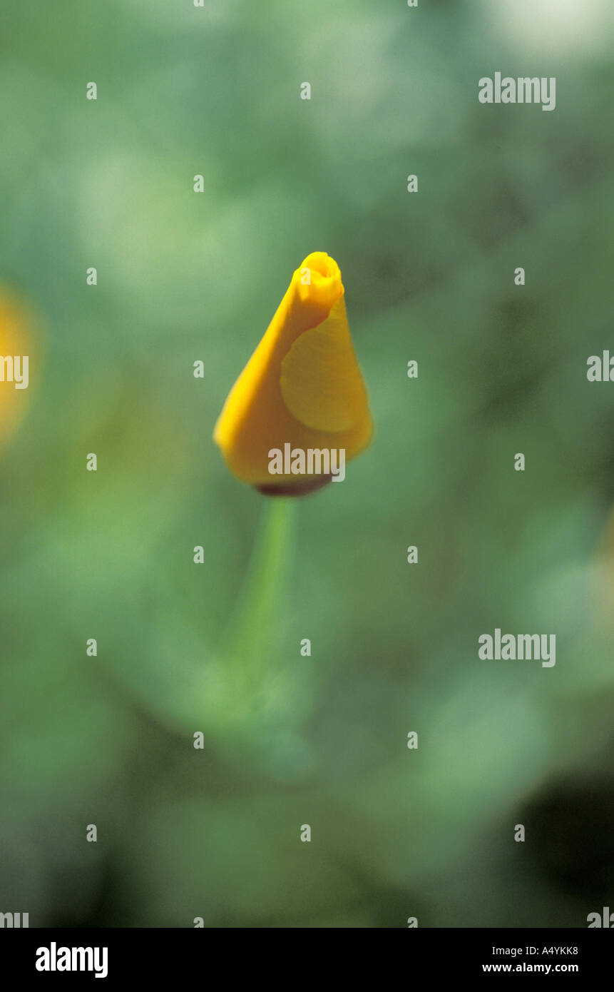 Flower sphere hi-res stock photography and images - Alamy