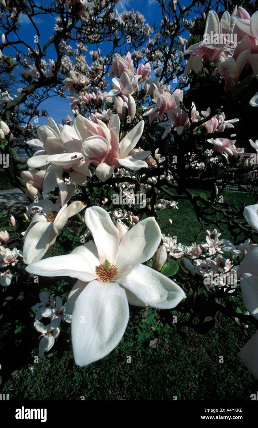Tree of magnolia in bloom Stock Photo - Alamy