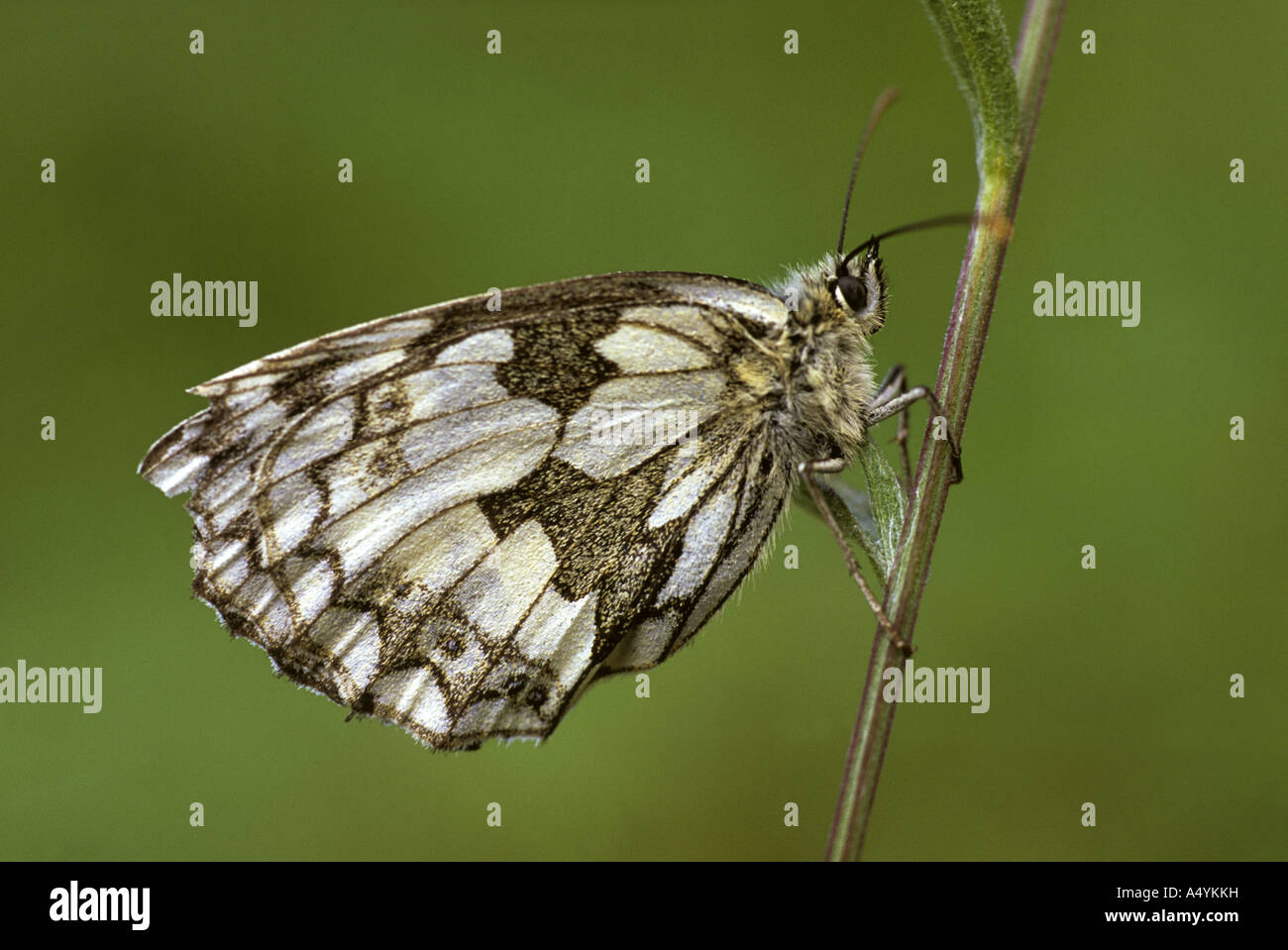 marbled white butterfly Melanargia galathea Stock Photo - Alamy