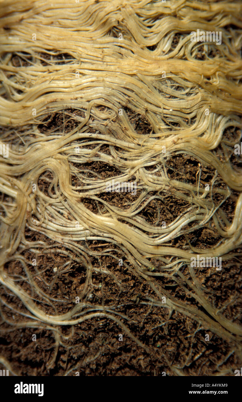 Root of a plant Stock Photo - Alamy