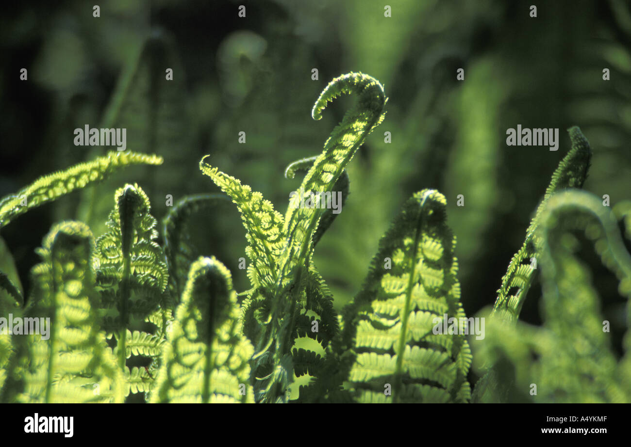 Esthetic Leaf High Resolution Stock Photography and Images - Alamy