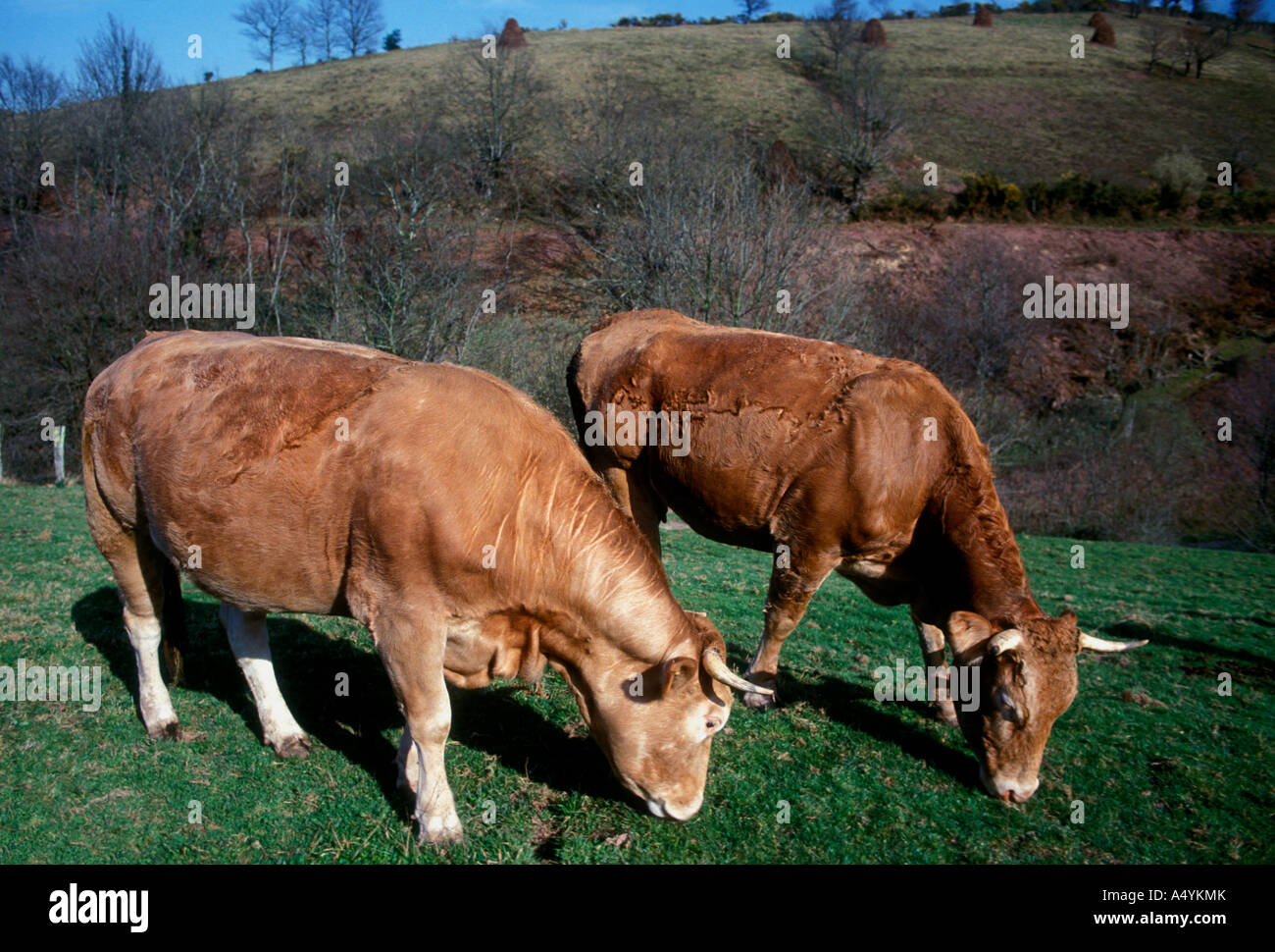 2 two brown cows grazing in green pasture in the French Basque Country ...