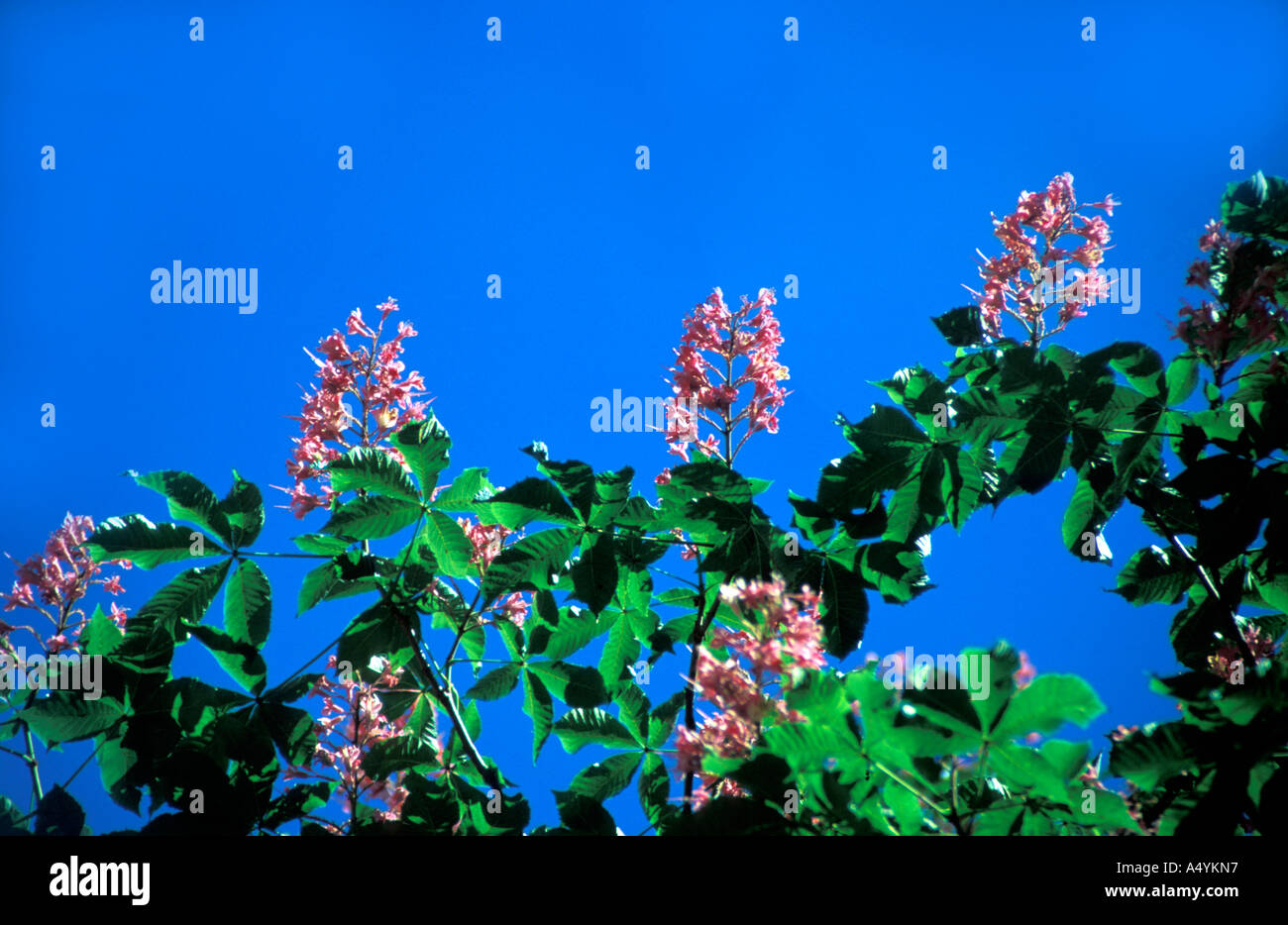Chestnut in bloom Stock Photo - Alamy