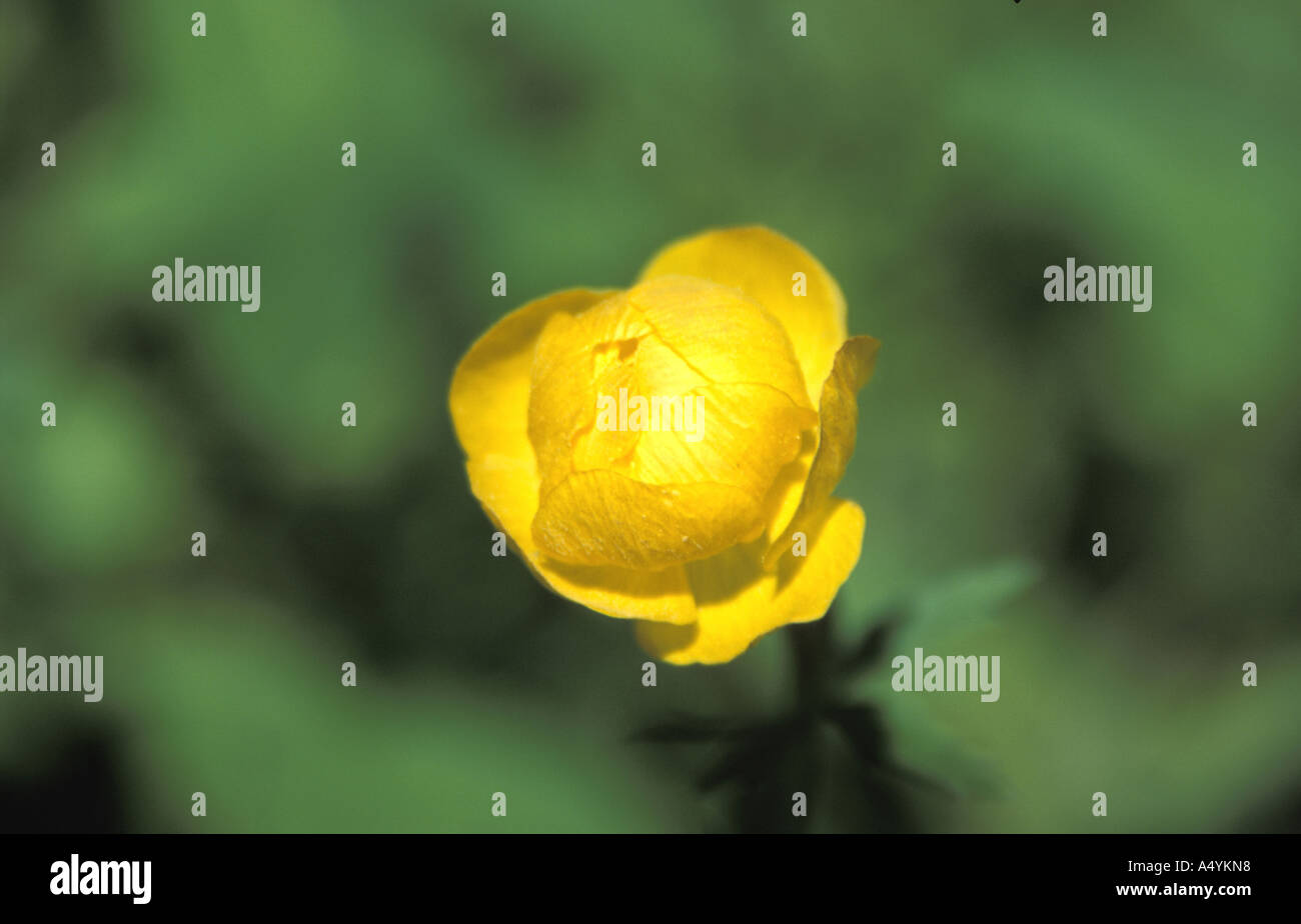 Yellow colour flower hi-res stock photography and images - Alamy