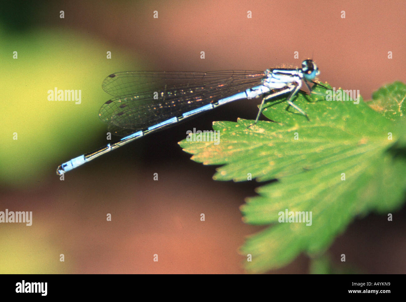 Blue dragonfly hi-res stock photography and images - Alamy