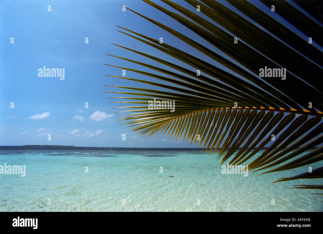 Palm tree leaf beach Stock Photo - Alamy