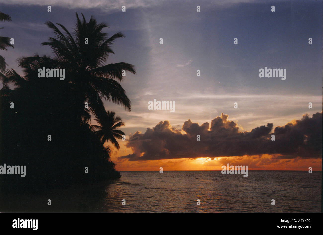 Sunrise palm tree Stock Photo - Alamy