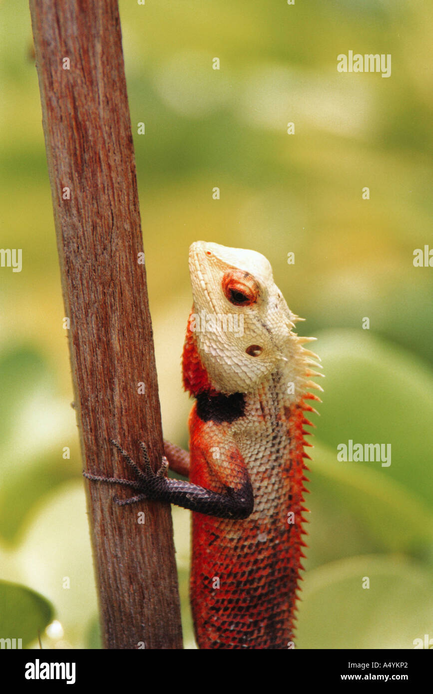 Plants lizard hi-res stock photography and images - Alamy