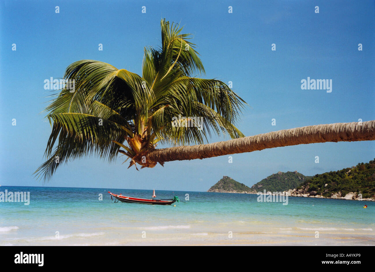 Beach palm tree Stock Photo - Alamy