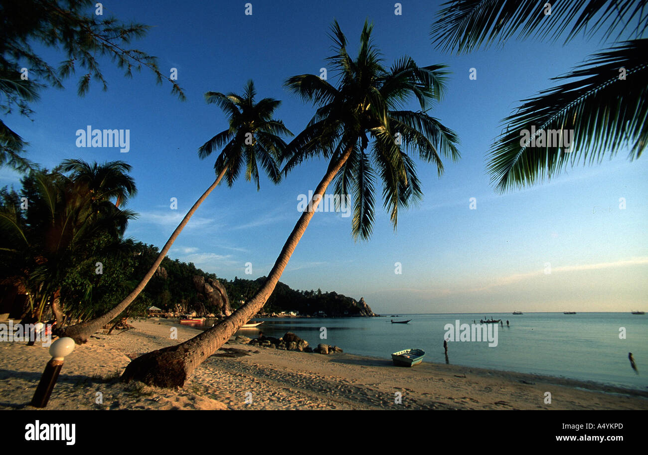 Beach palm tree Stock Photo - Alamy