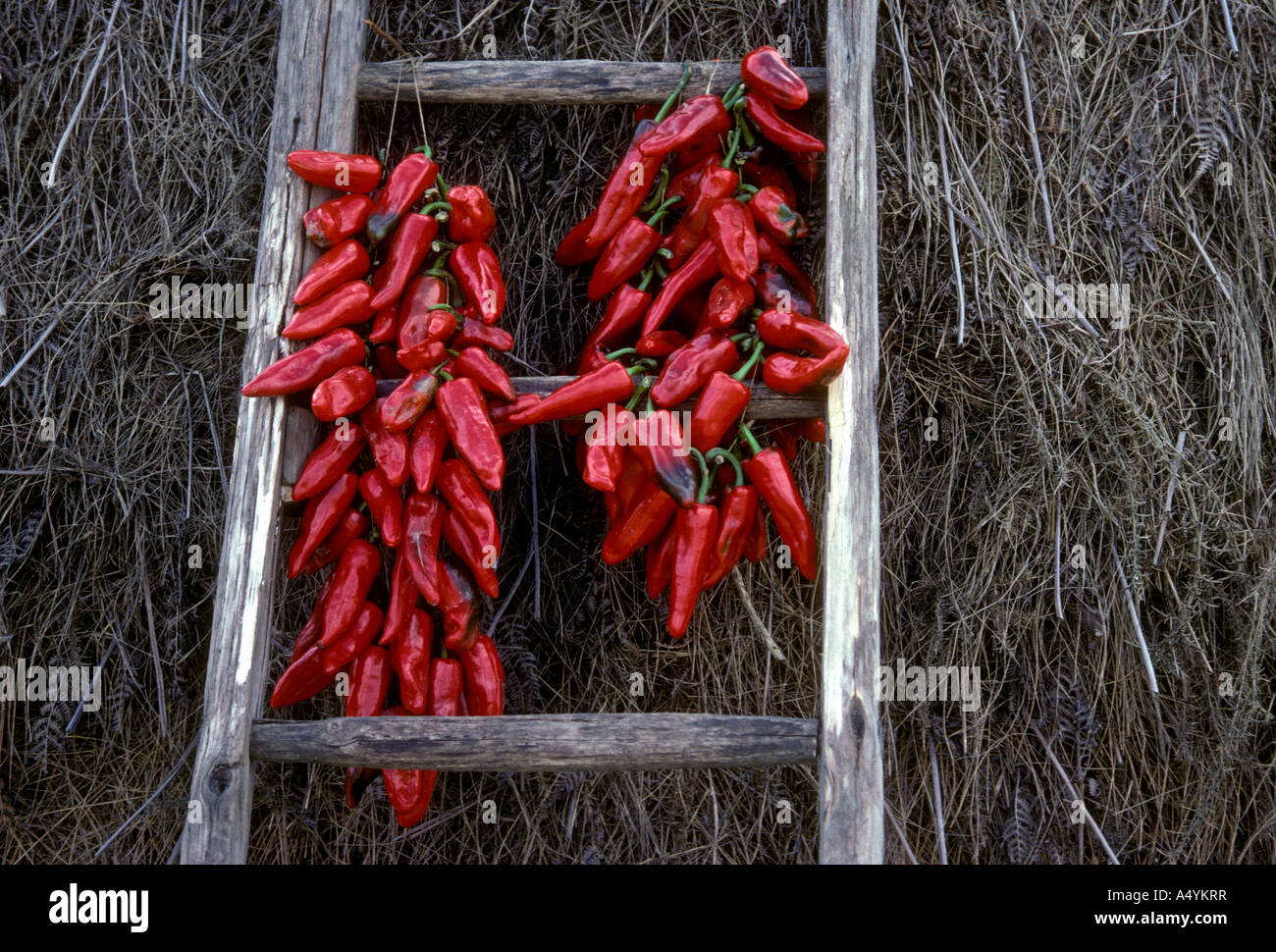 Piment chili hi-res stock photography and images - Alamy