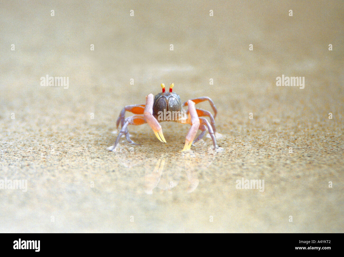 Crayfish colors hi-res stock photography and images - Alamy