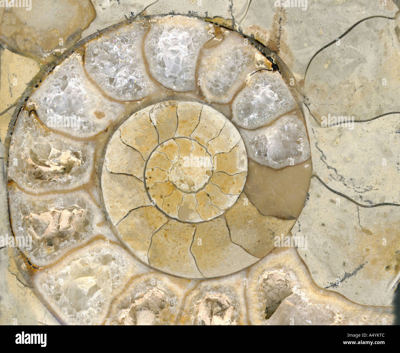 Circle shell fossil Stock Photo - Alamy