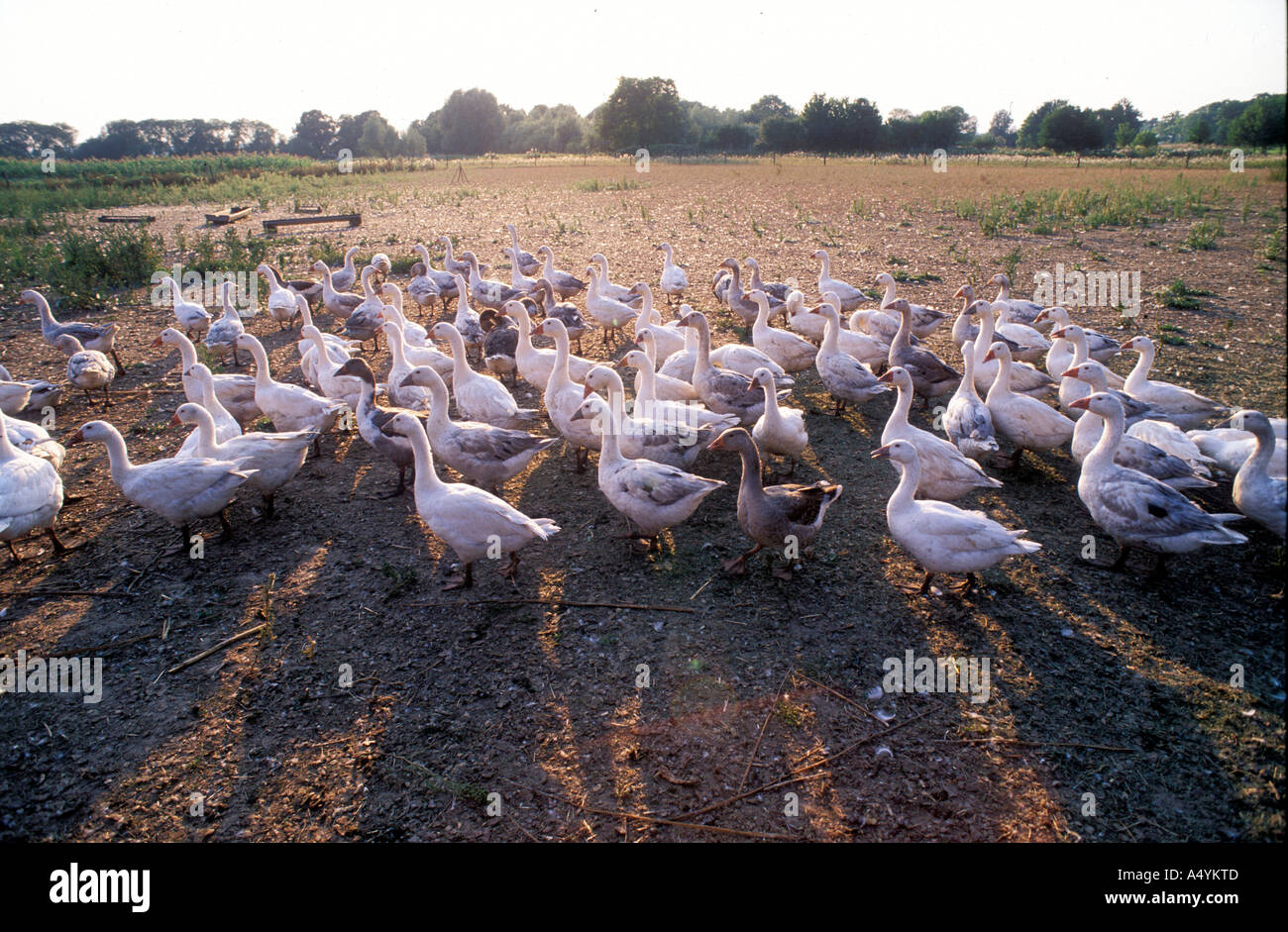 Back of geese hi-res stock photography and images - Alamy