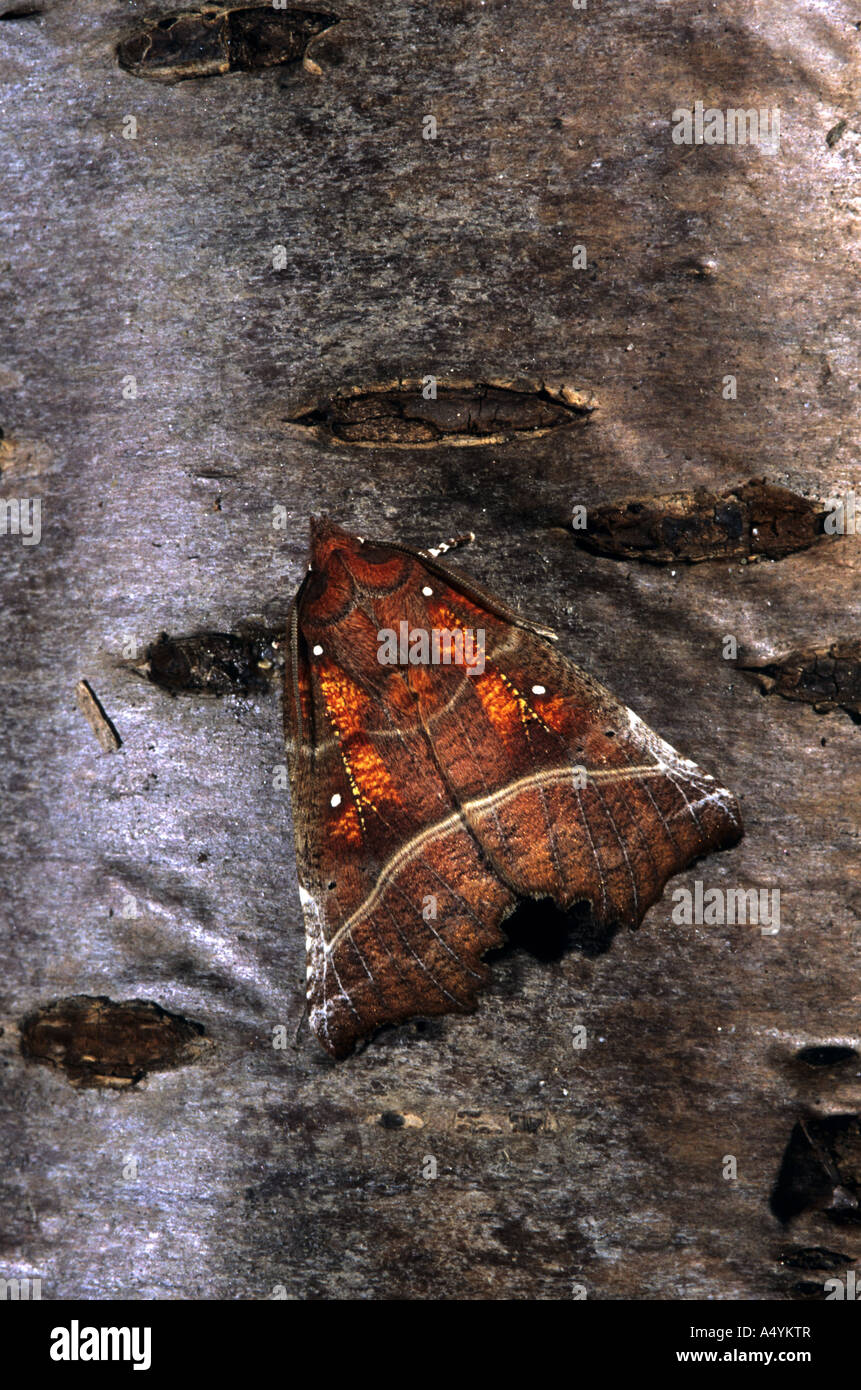 Herald moth hi-res stock photography and images - Alamy