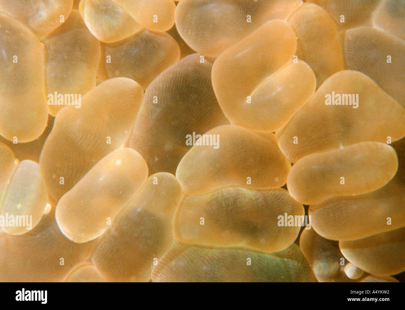 Circular coral structure hi-res stock photography and images - Alamy