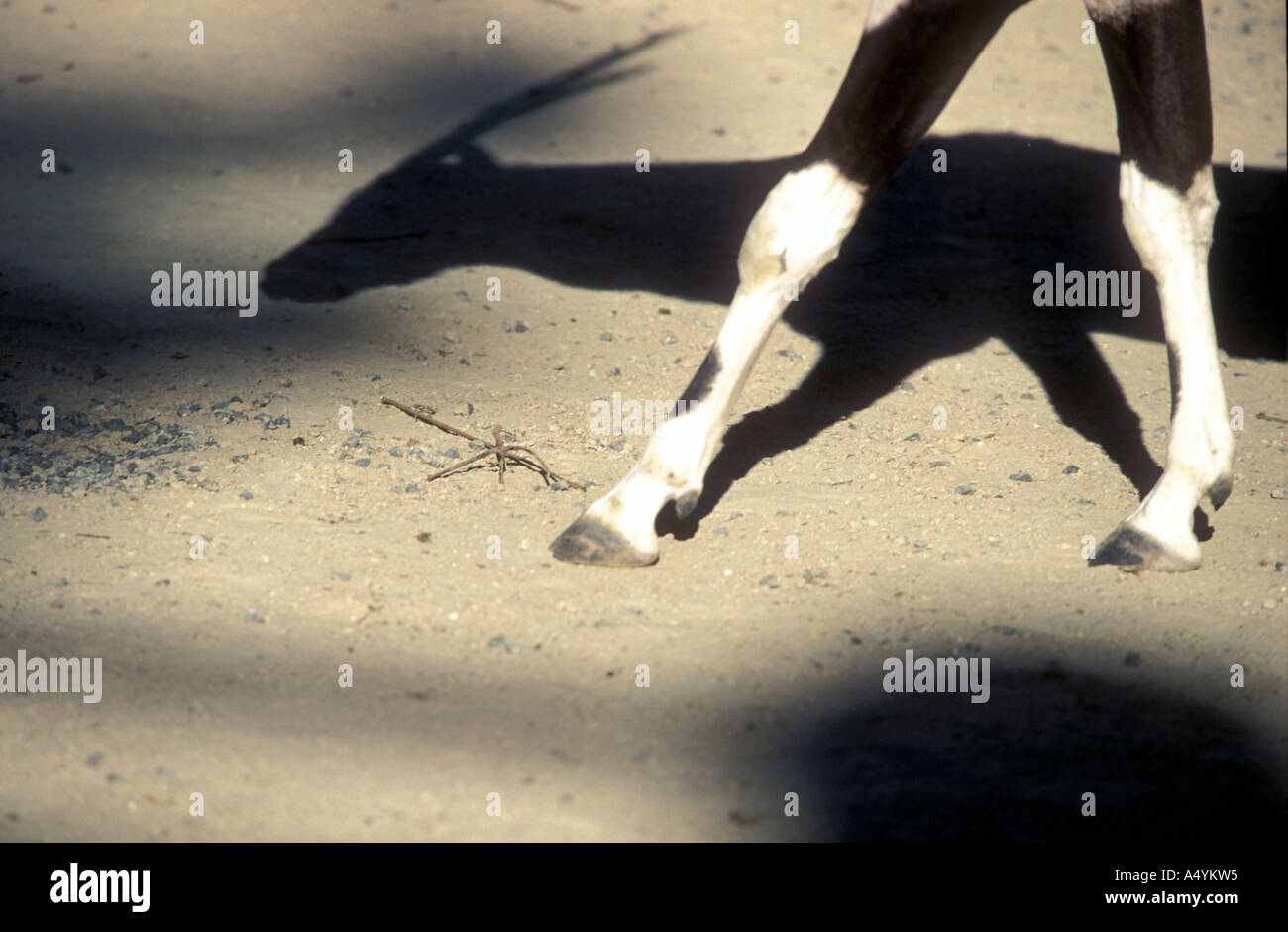 Antelope feet hi-res stock photography and images - Alamy