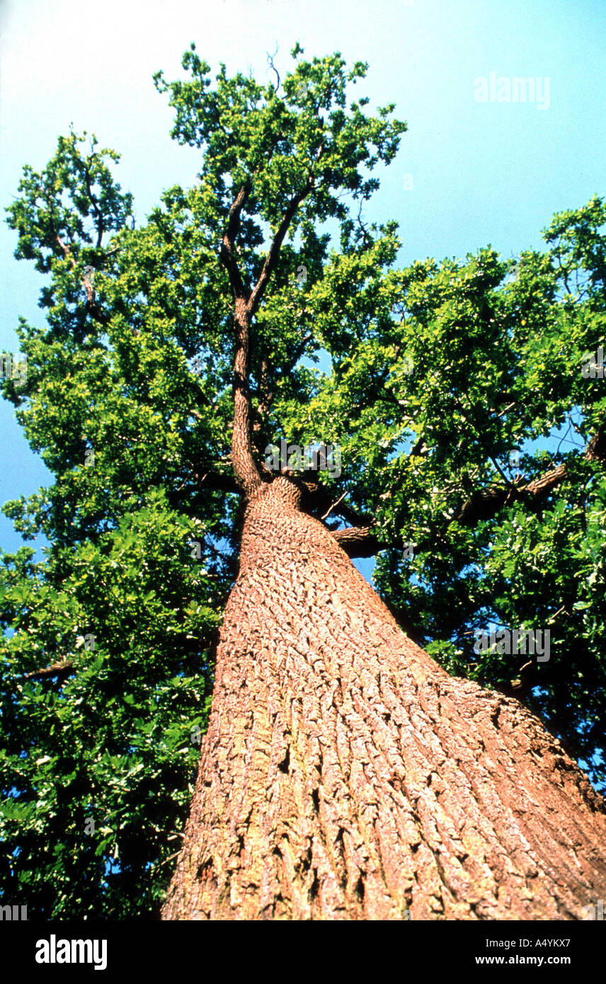 Oak tree with broad crown hi-res stock photography and images - Alamy
