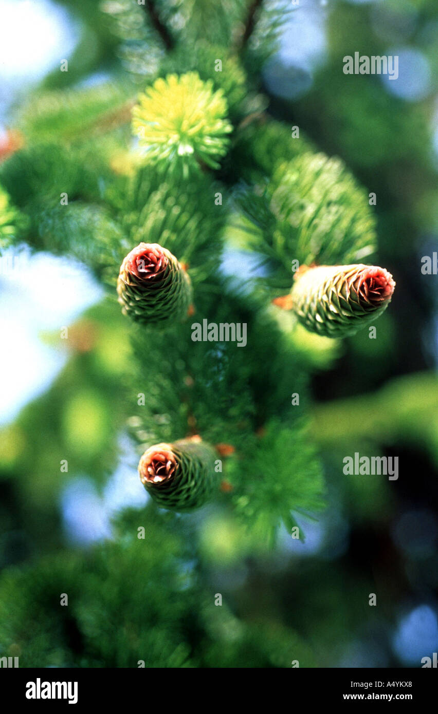 Plants cone hi-res stock photography and images - Alamy