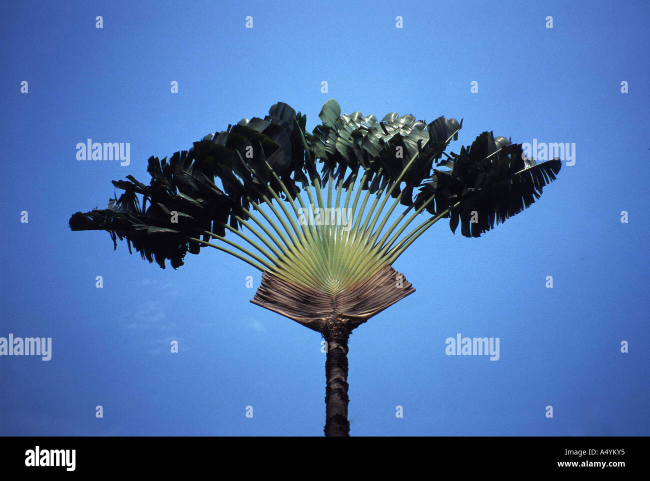 Flabellate hi-res stock photography and images - Alamy