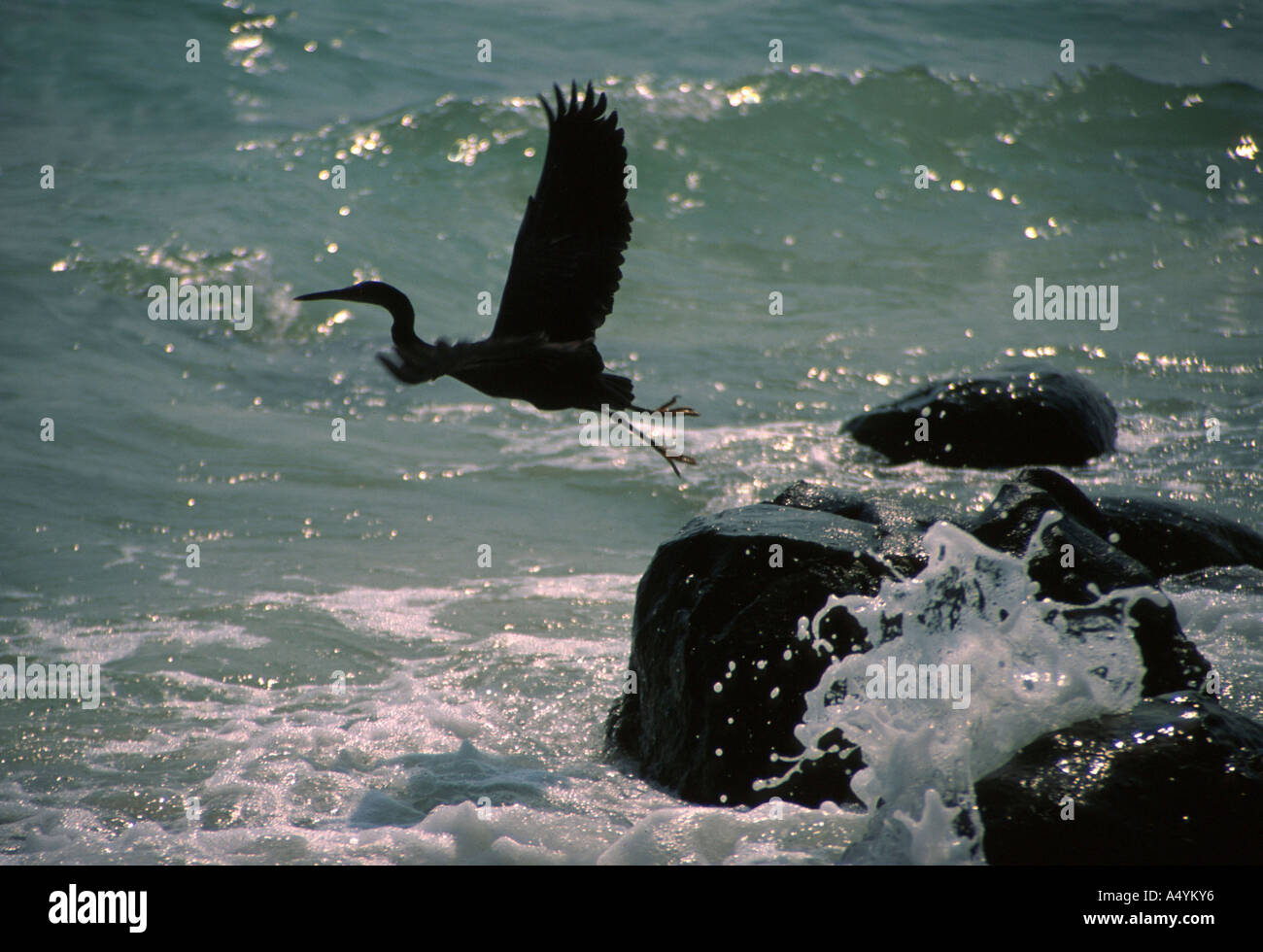 Back lighting bird hi-res stock photography and images - Alamy