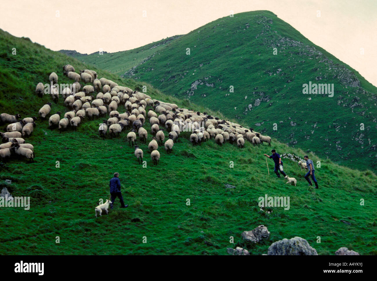 French Basque people person shepherds and dogs sheep grazing Pyrenees ...