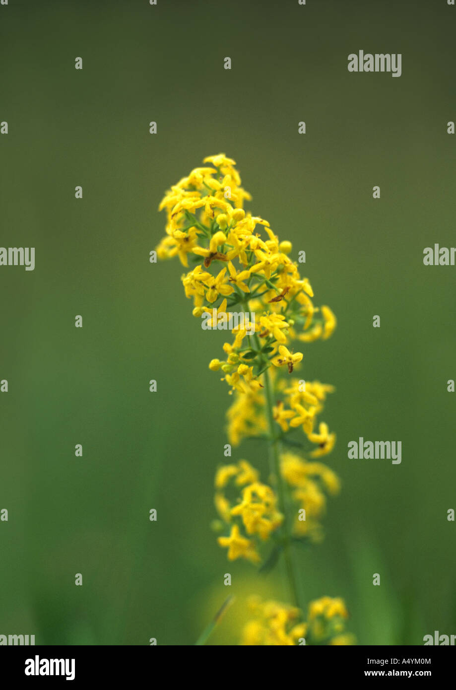 Galium verum lady s bedstraw or yellow bedstraw hi-res stock ...