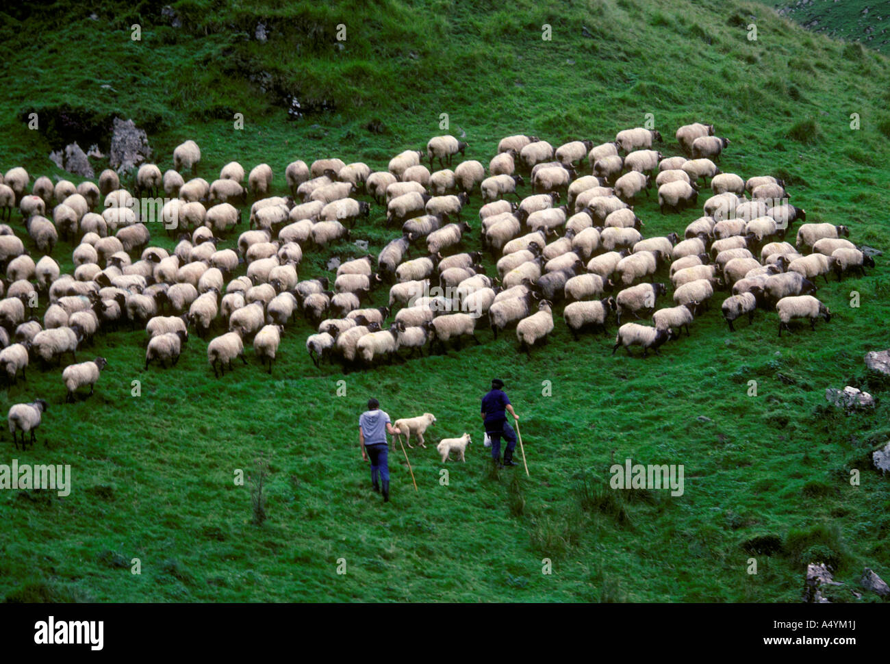 Are Basque Shepherds Happiest