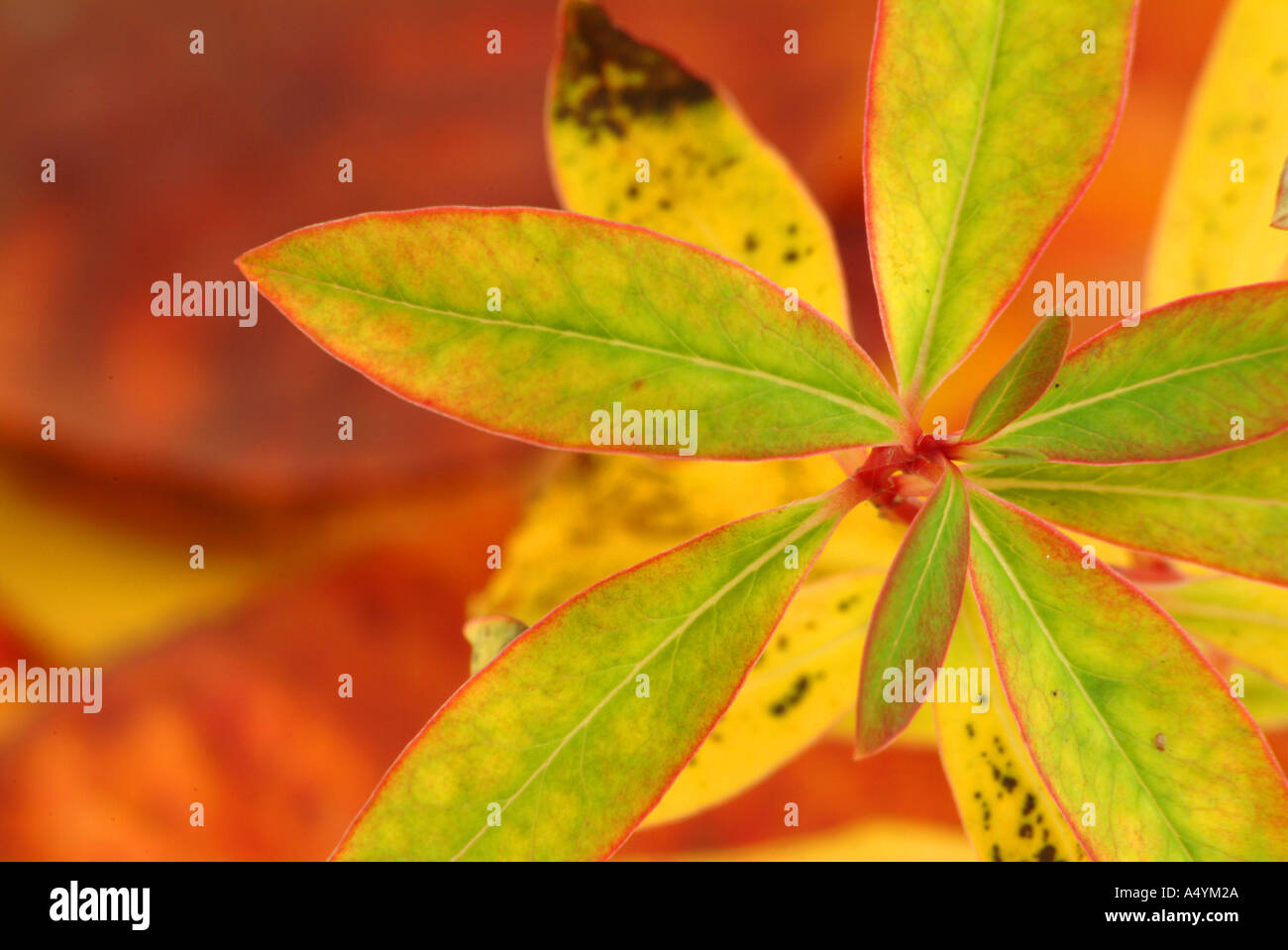 Contrasting leaf shapes hi-res stock photography and images - Alamy