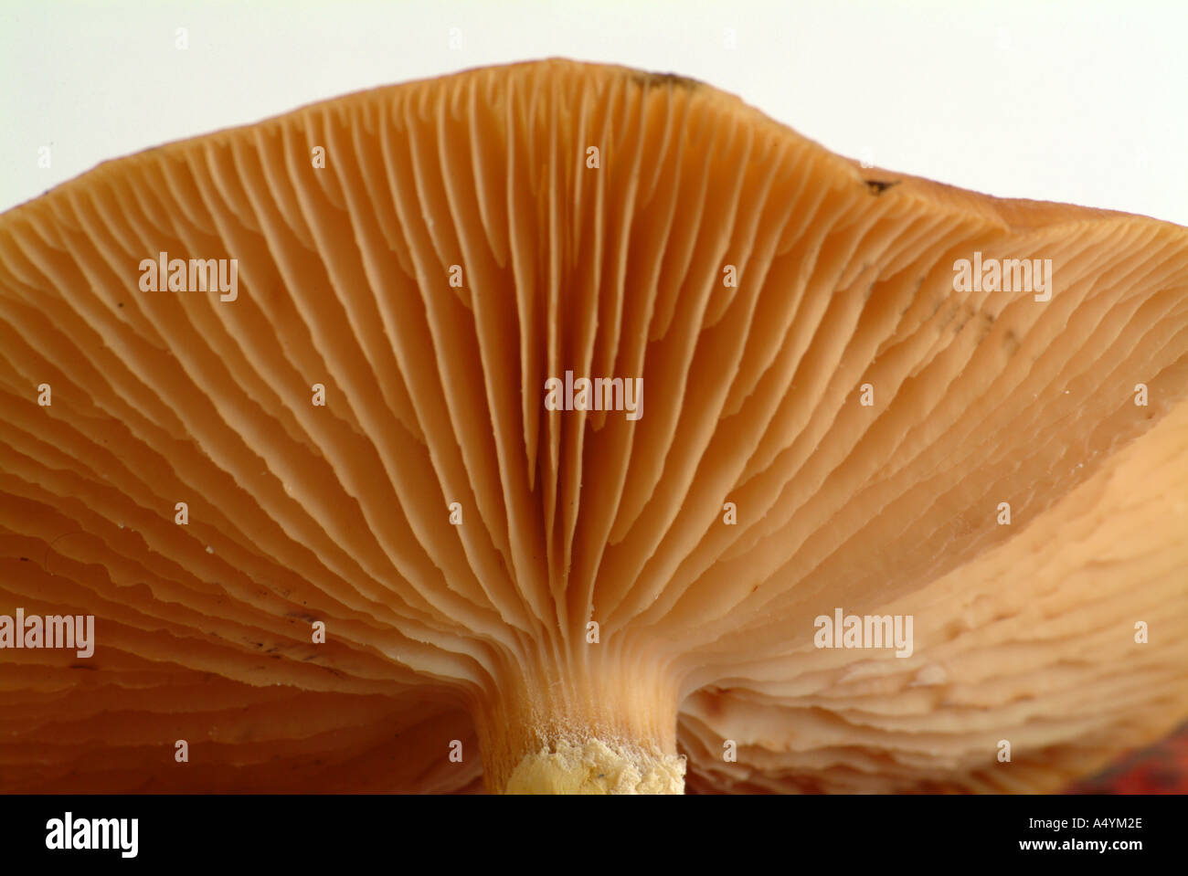 Gill patterns of large flat fungi Stock Photo - Alamy