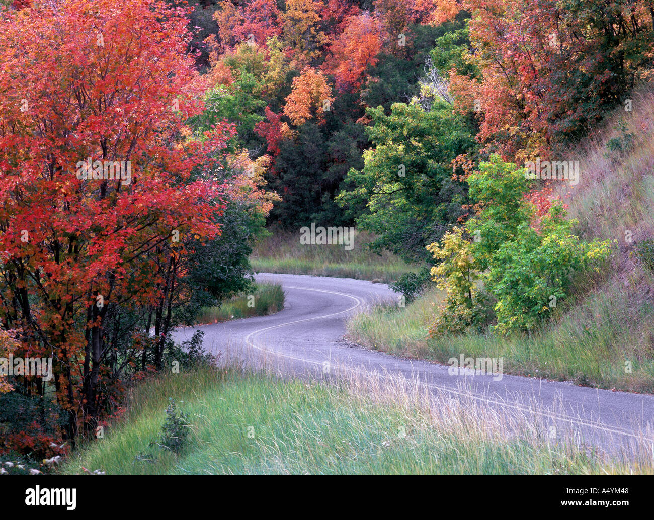 Maple trees in wasatch mountains hi-res stock photography and images ...