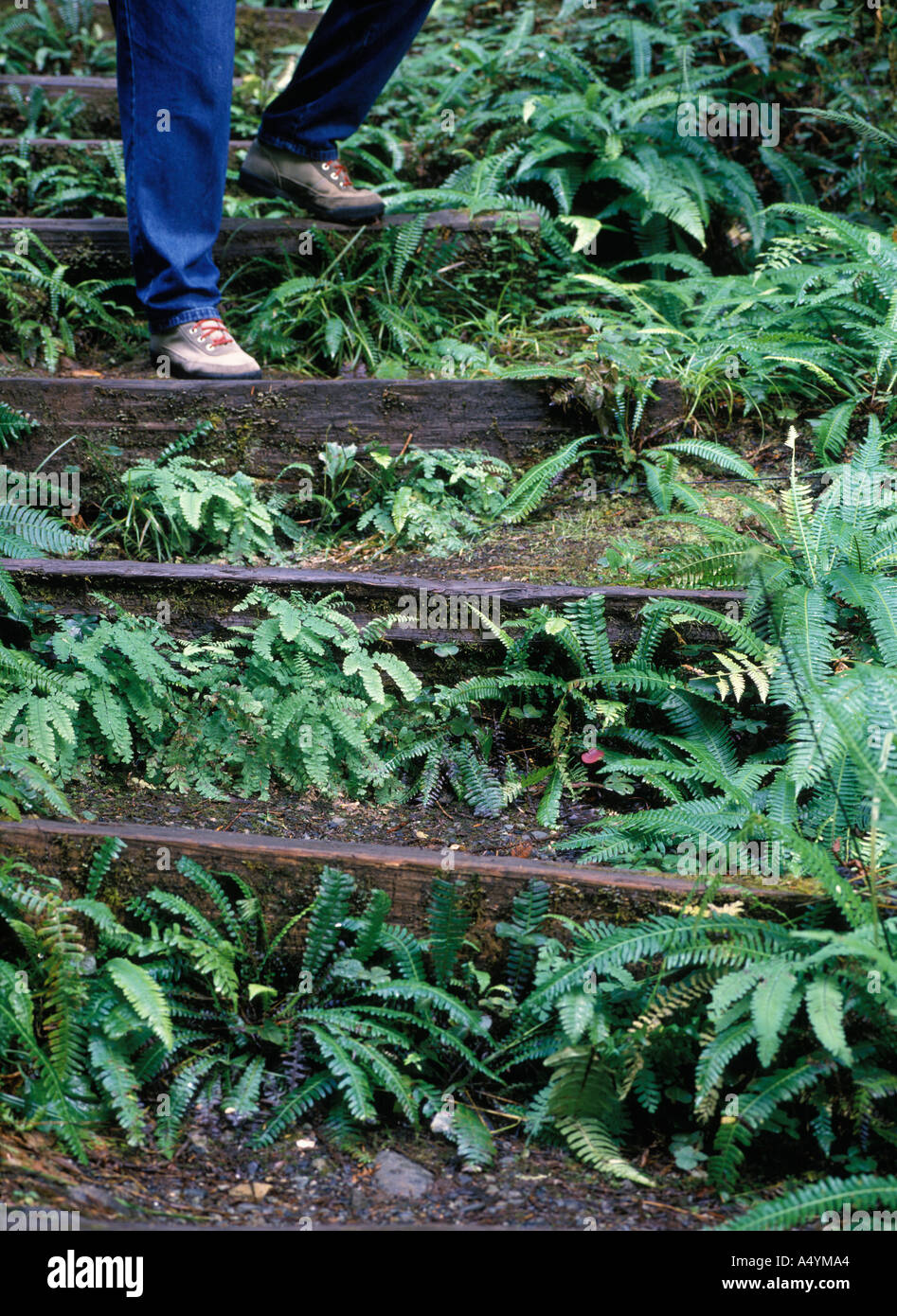 Hiker walking down fern bordered steps along a path in Jedediah Smith ...