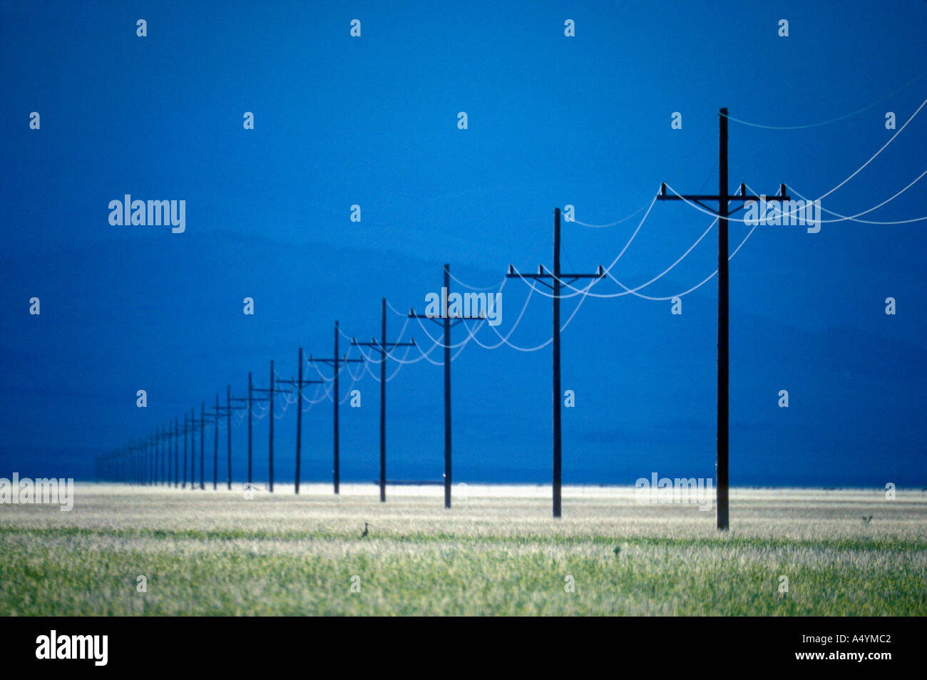Power and telephone line poles and a Long billed Curlew Numenius ...