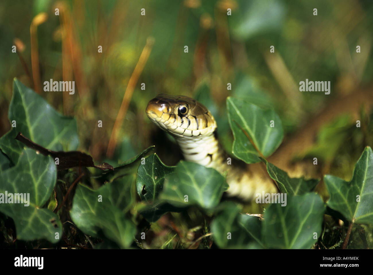 grass snake Natrix natrix Stock Photo - Alamy